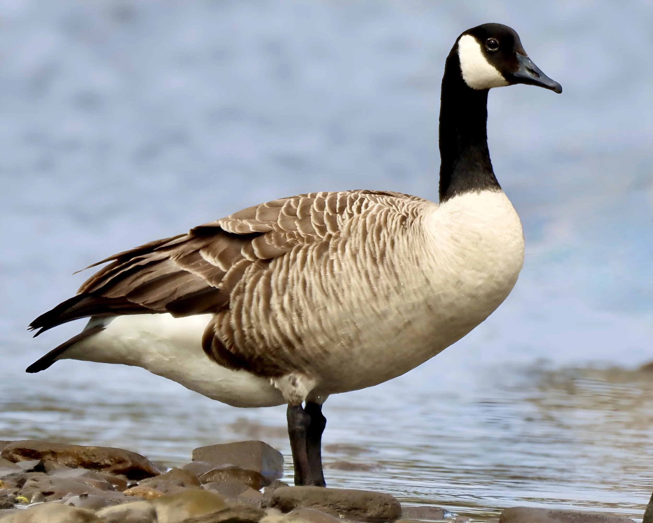 The Goose-Shaped Town: Gander, NL — Product of Newfoundland