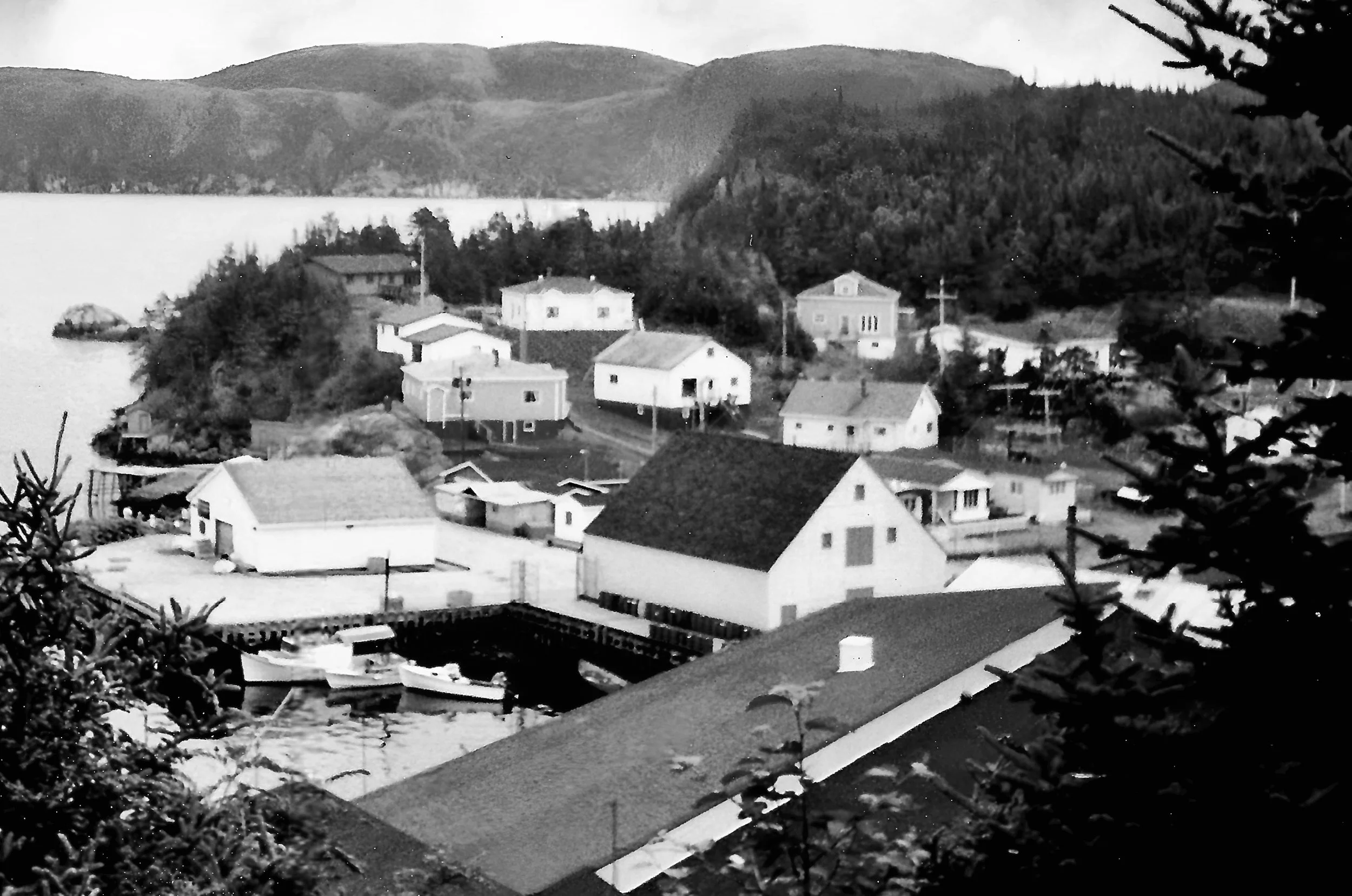 Kidnapped By An Eagle — Product of Newfoundland