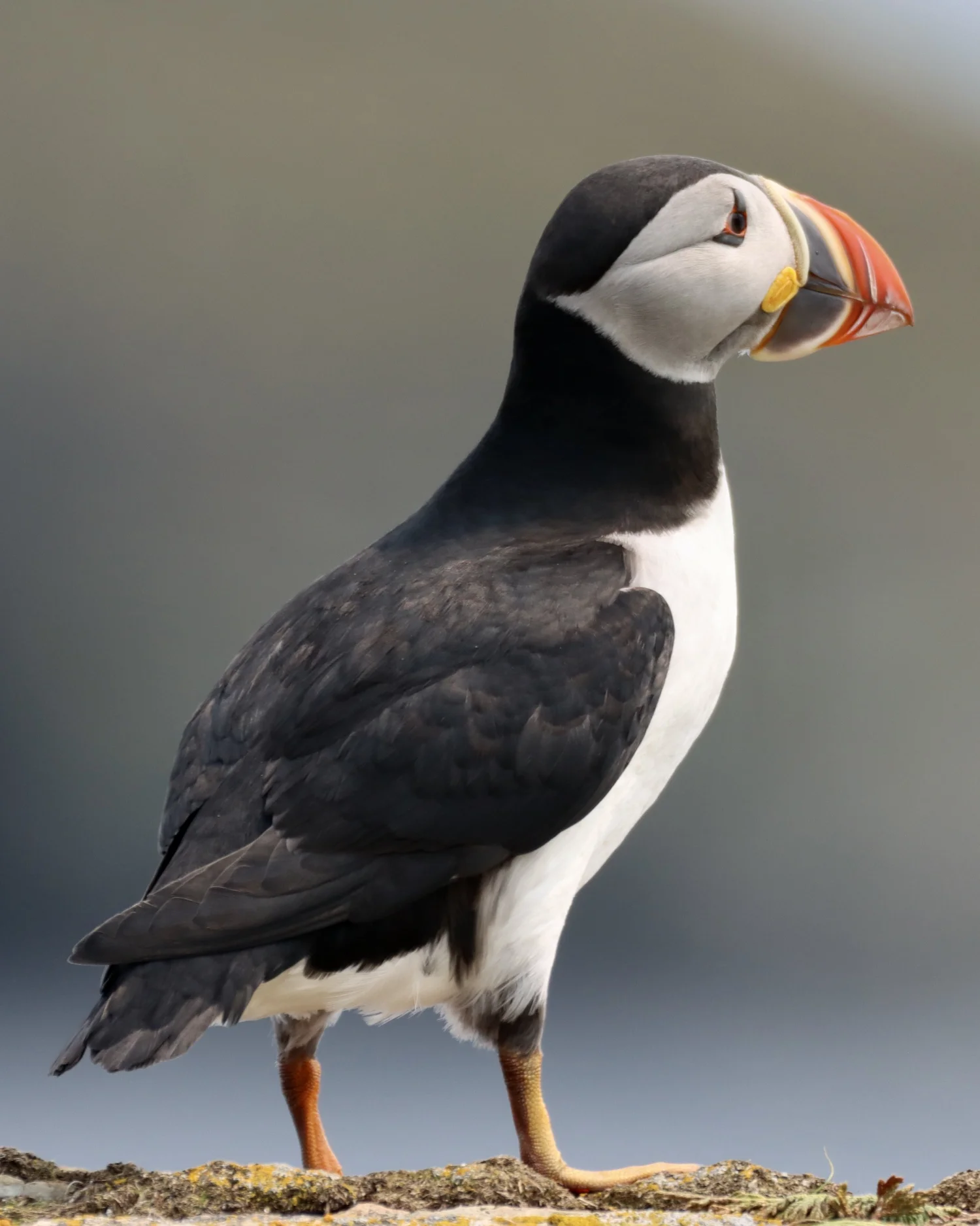 Nothin’ But Puffin — Product of Newfoundland