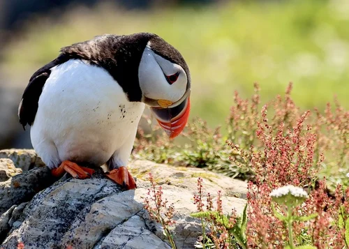 Newfoundland Photo Gallery — Product of Newfoundland