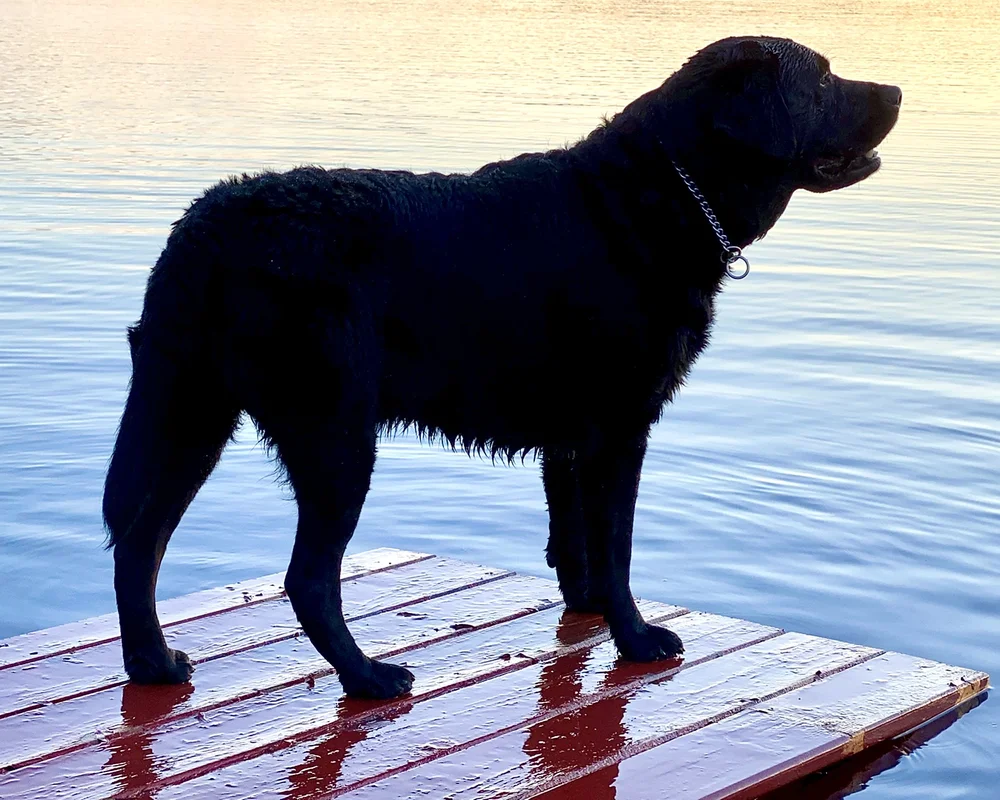 St. John’s to Labrador: A Dog’s Journey — Product of Newfoundland