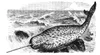 Sea Serpents and Lake Monsters of Newfoundland — Product of Newfoundland