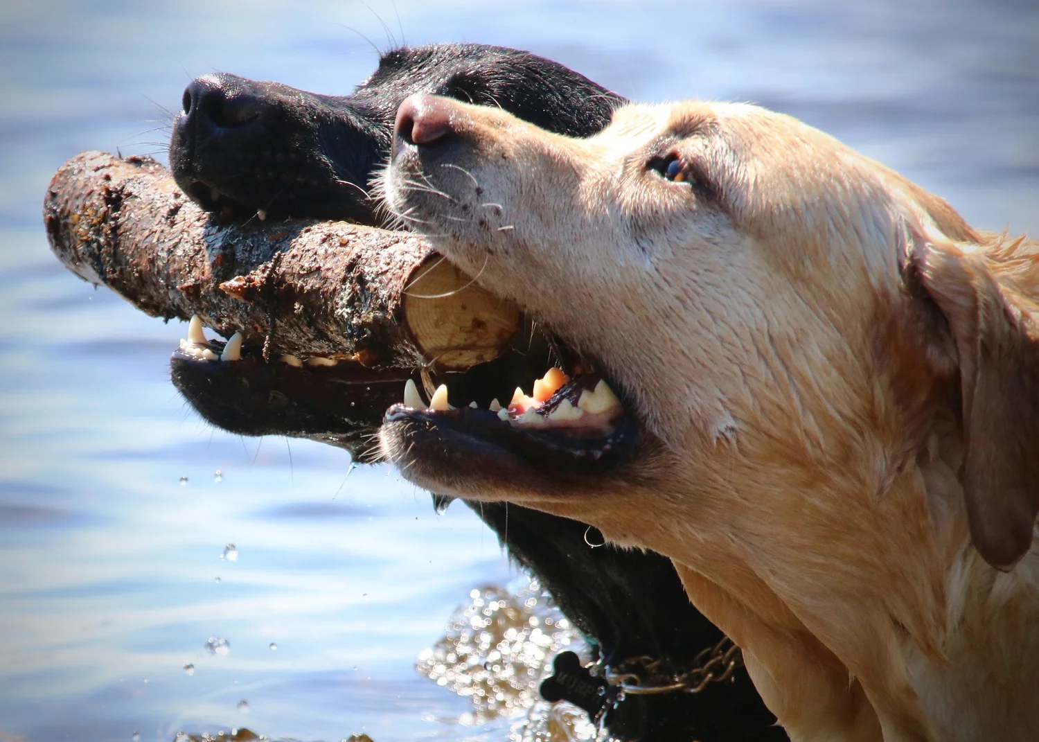 St. John’s to Labrador: A Dog’s Journey — Product of Newfoundland