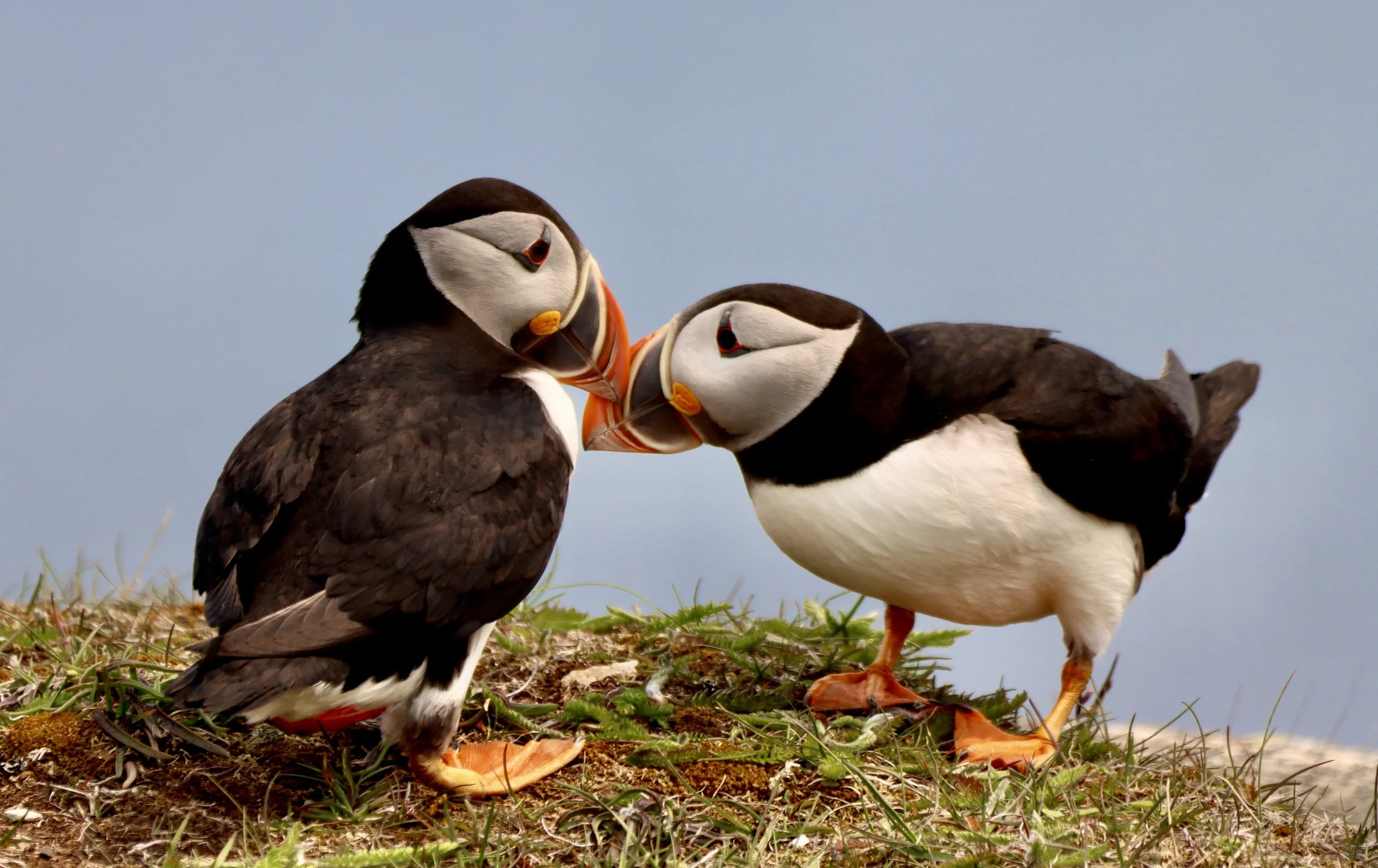 Nothin’ But Puffin — Product of Newfoundland
