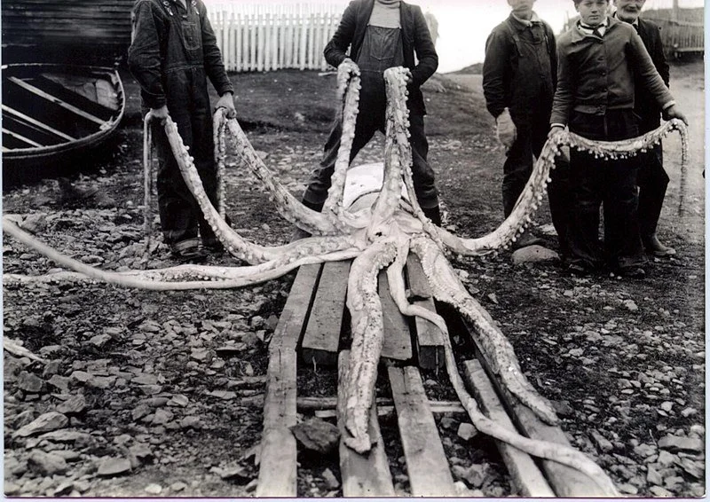 5 Big Facts about Newfoundland’s Giant Squid — Product of Newfoundland