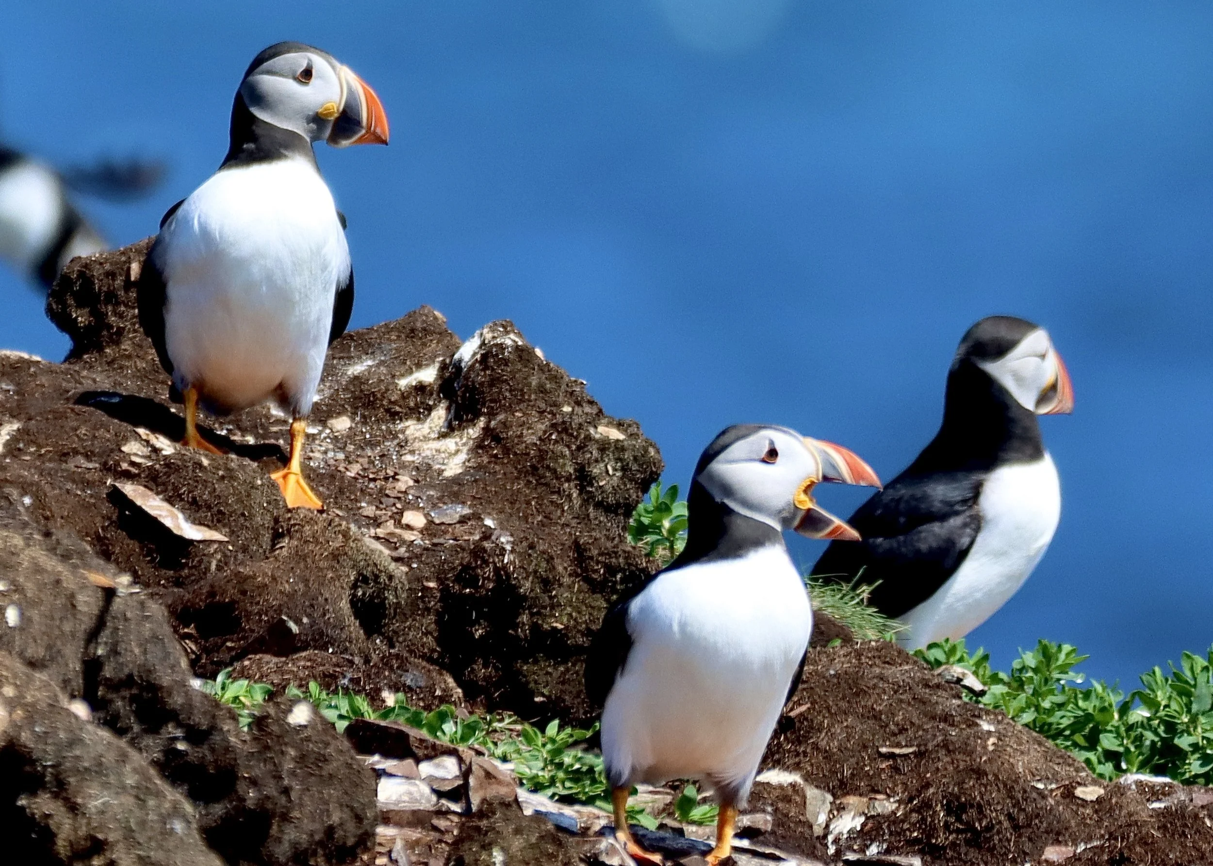 Nothin’ But Puffin — Product of Newfoundland