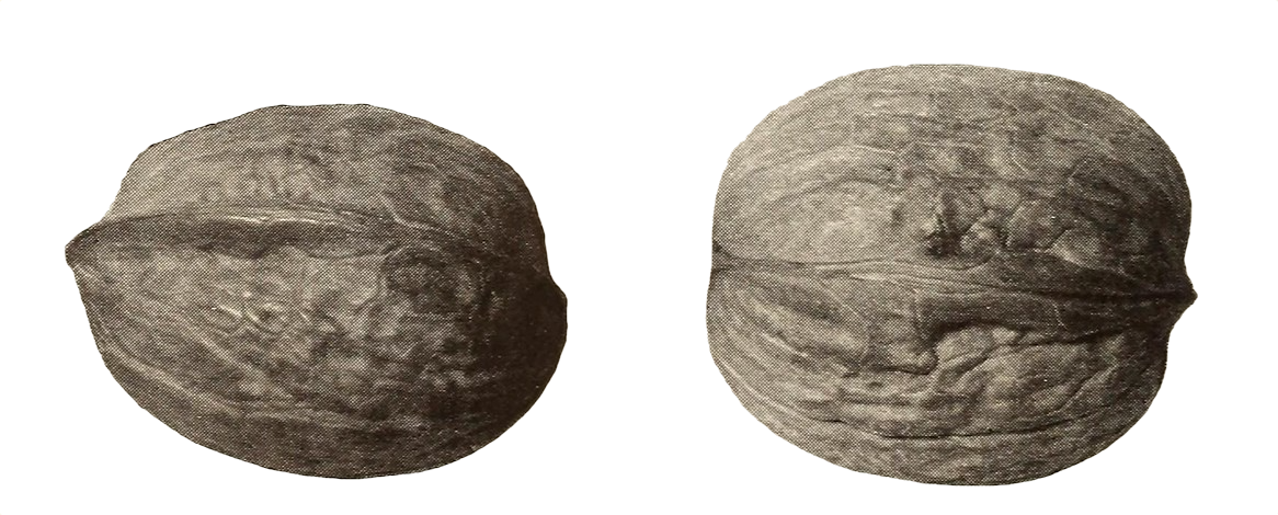 Newfoundland Halloween Magic — Product of Newfoundland