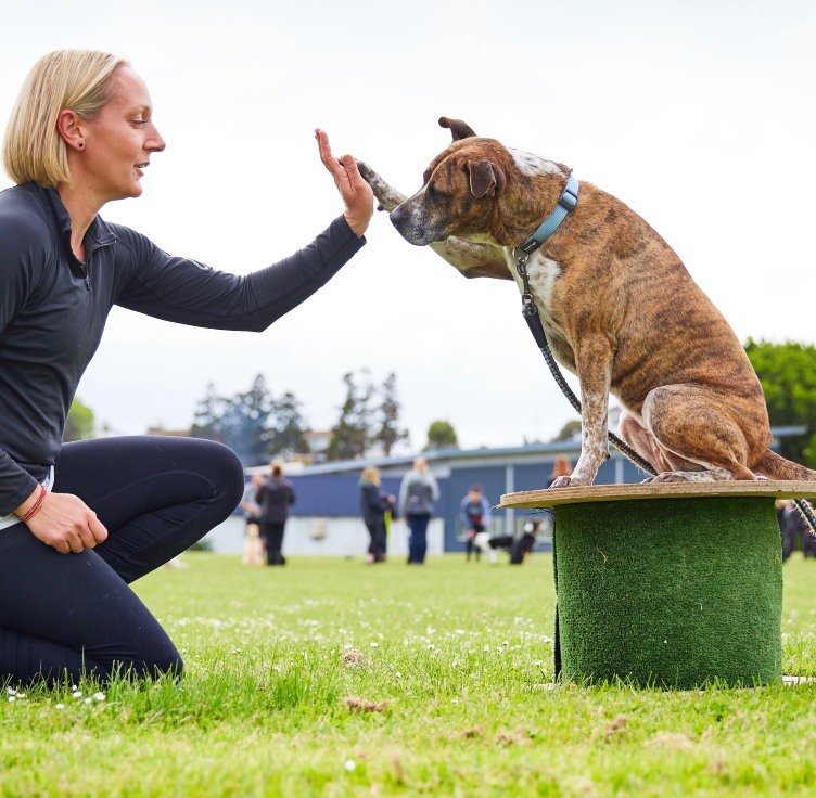 What Is The Dominance Theory In Dogs