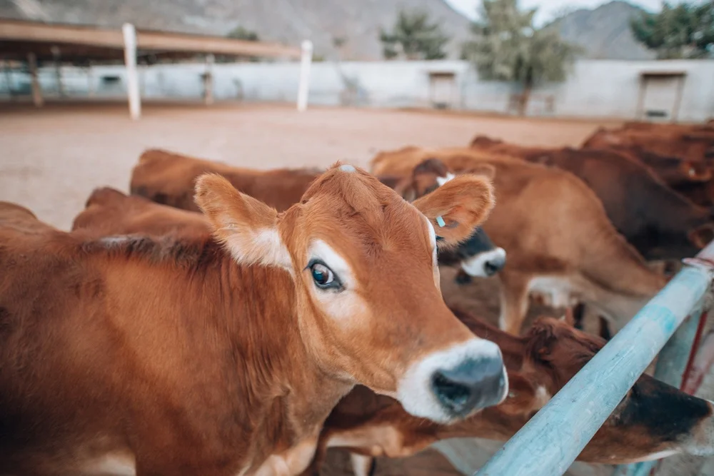 Our Farms — Rumailah Farm — Rumailah Farm