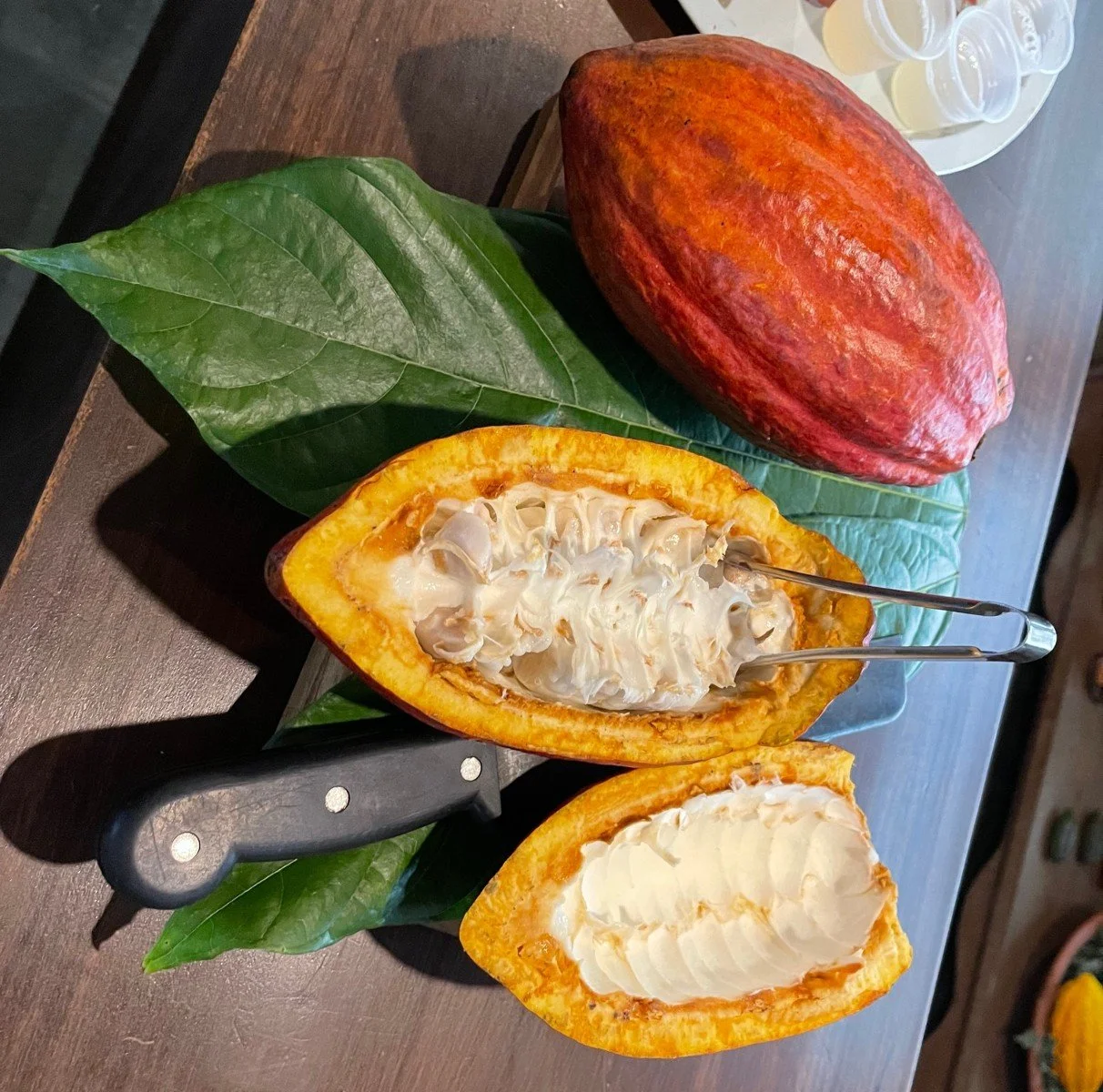 Cacau — Justine Strand de Oliveira