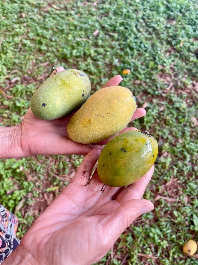 Mango: beautiful, delicious and even dangerous — Justine Strand de Oliveira