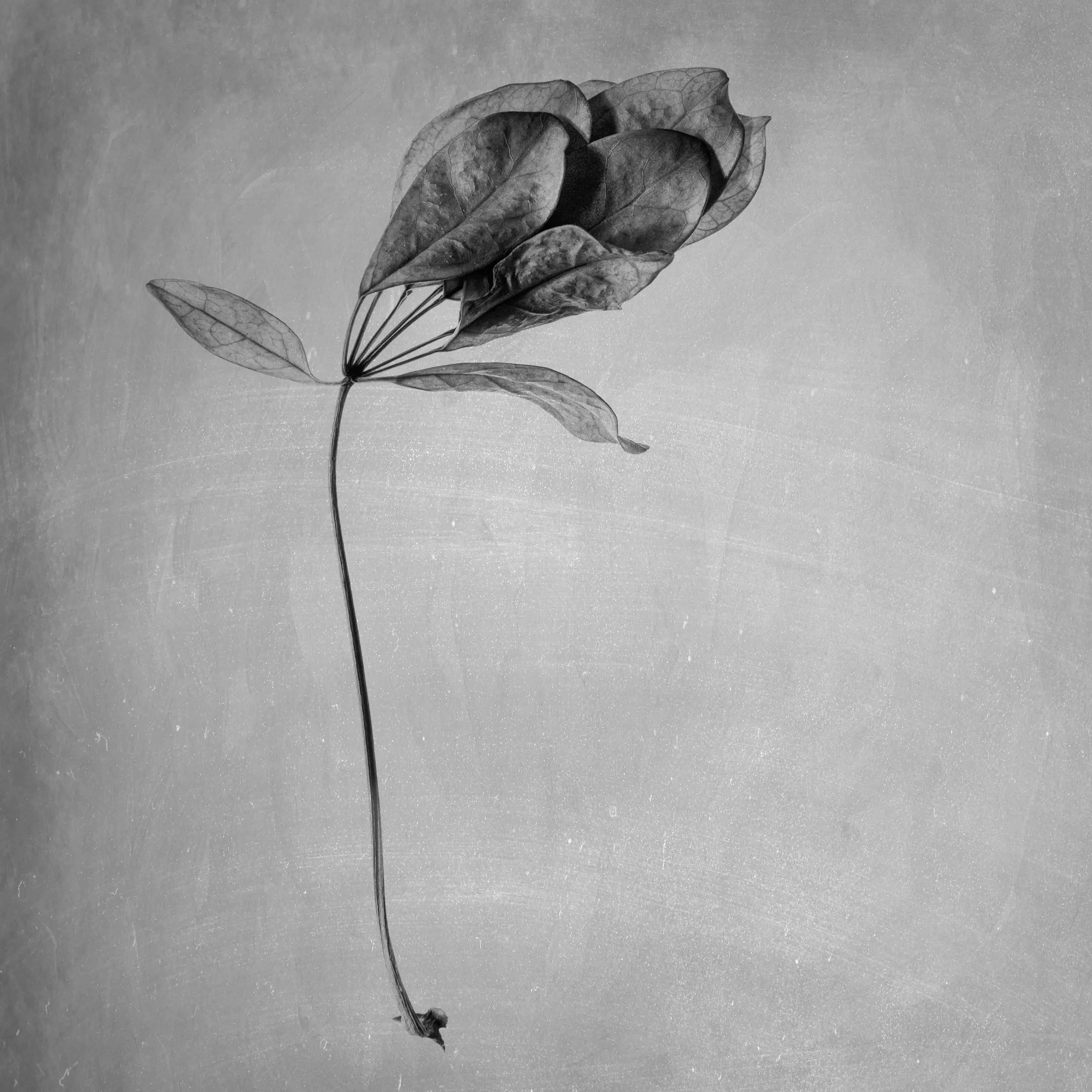 Botanical Ballet — Mario Cerroni Photographs