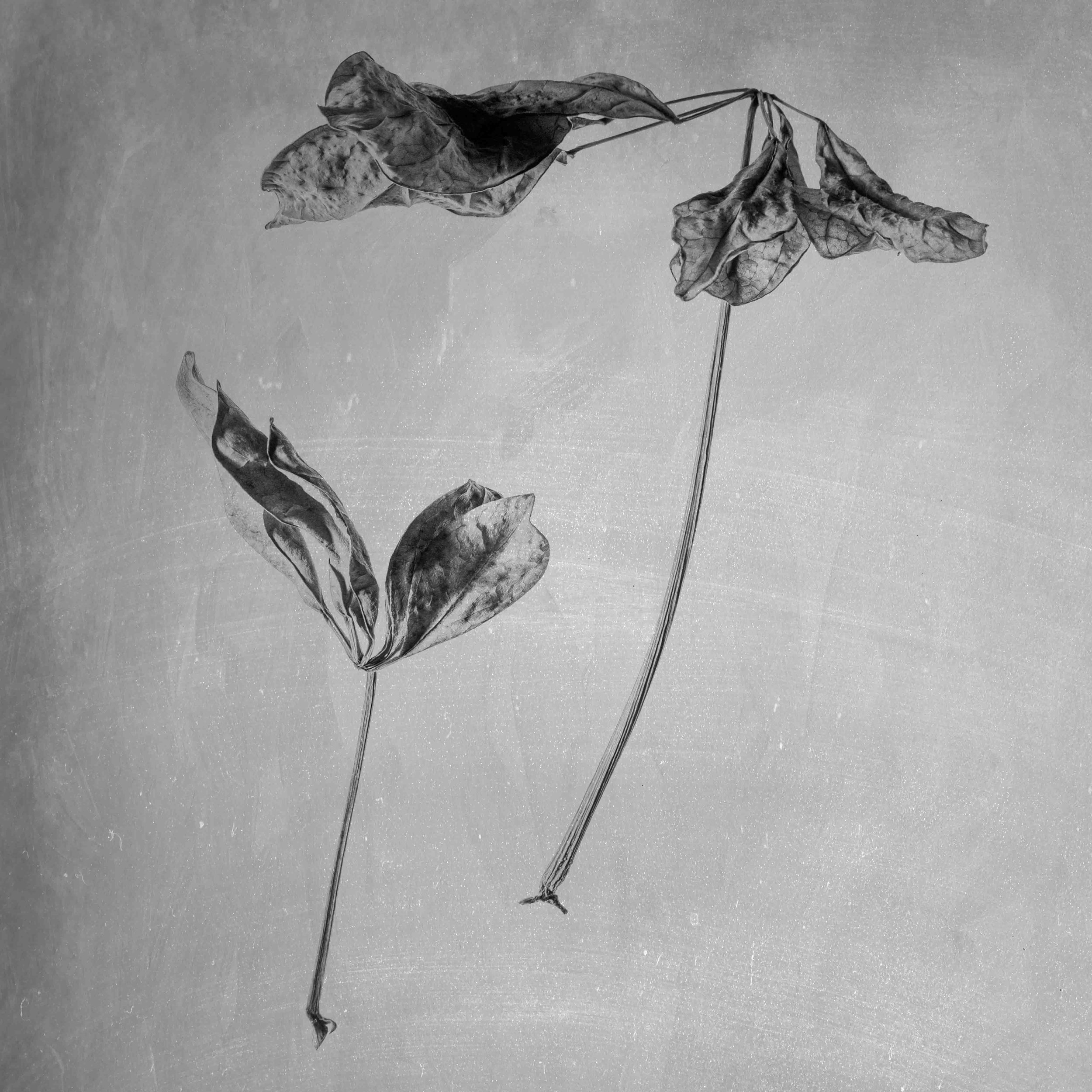 Botanical Ballet — Mario Cerroni Photographs