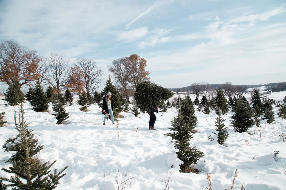 Christmas Tree Farm in Eau Claire, WI — Curvue Tree Farm + Gardens