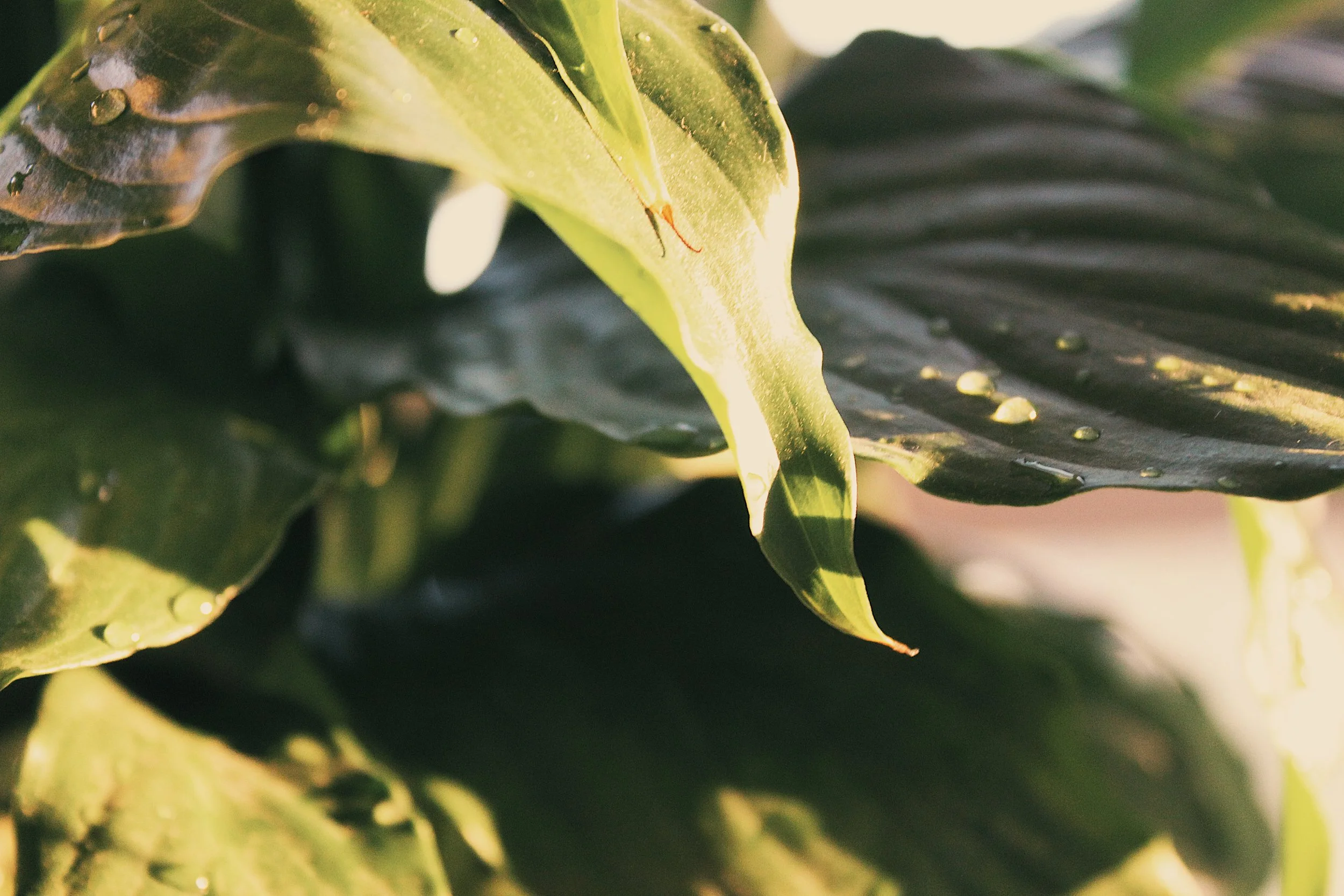 Boats Against the Current