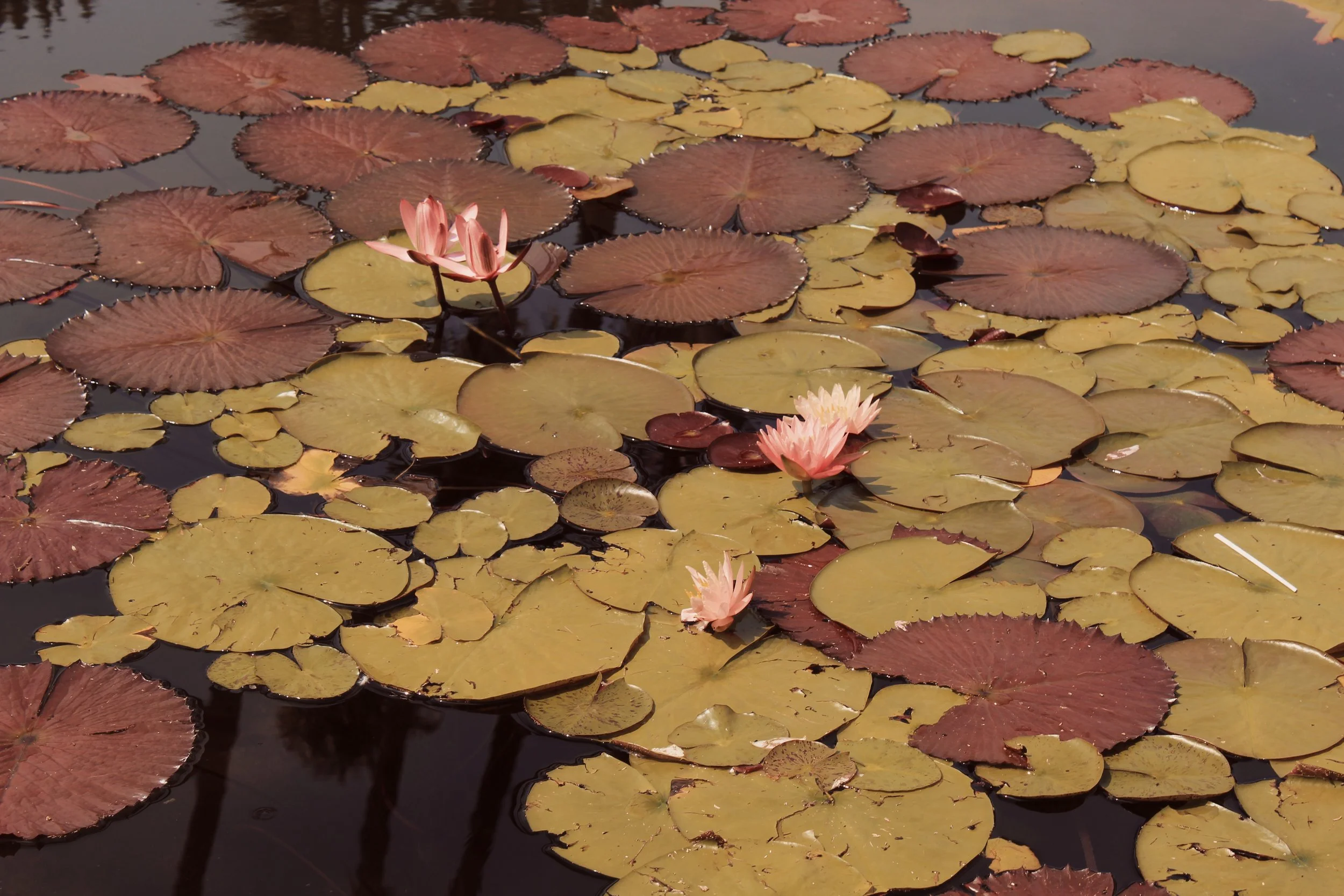 Boats Against the Current