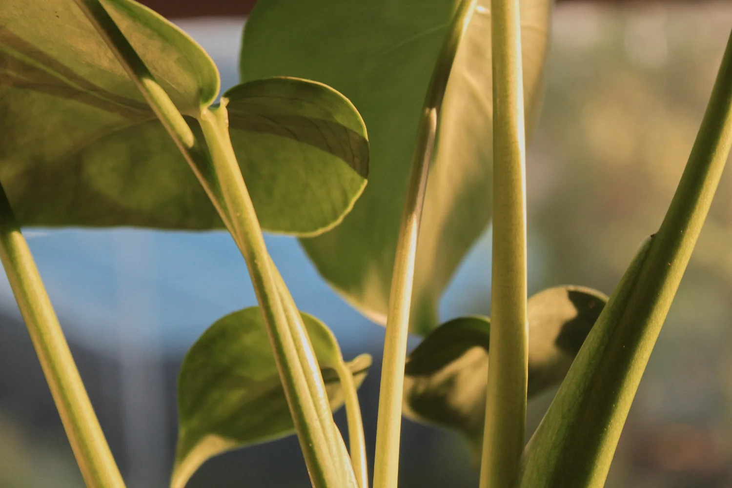 Boats Against the Current