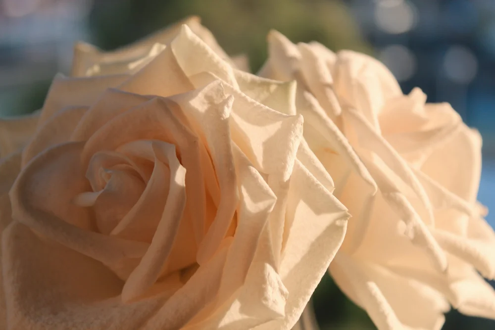 Boats Against the Current