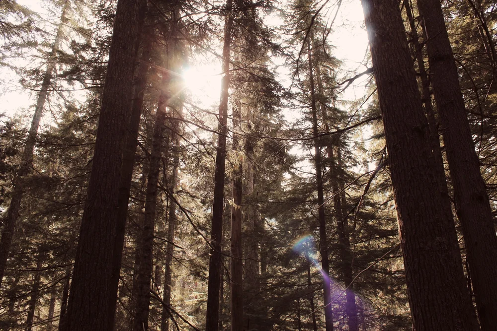 Boats Against the Current