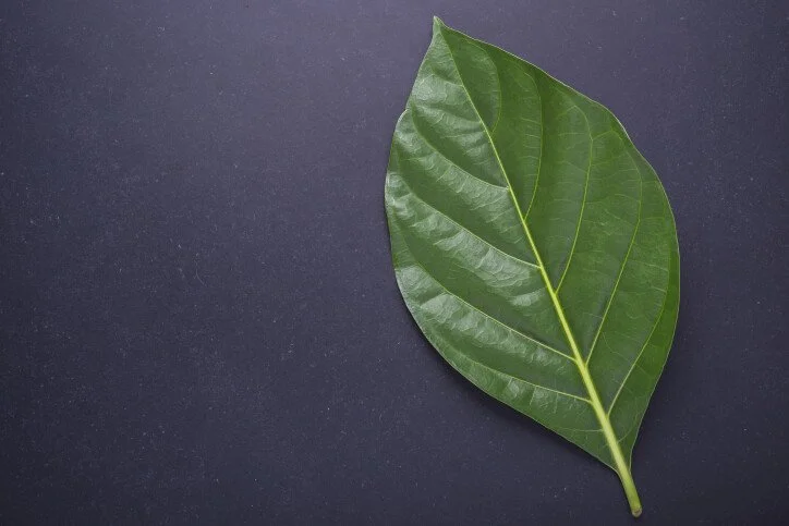 Native Mater plant Noni — HANNANEH