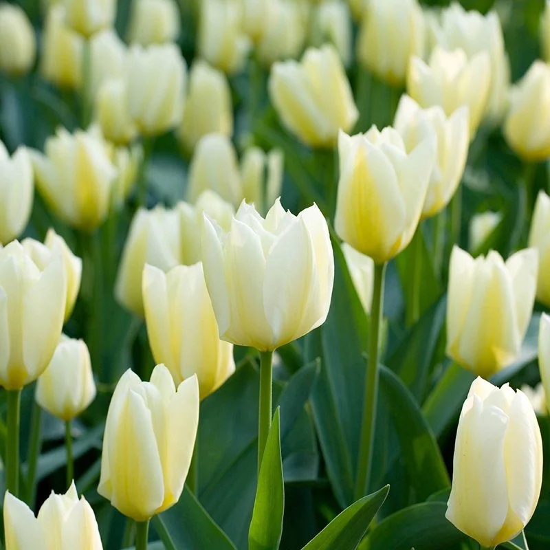 The Passionate History Of Tulips — Nilufer Danis