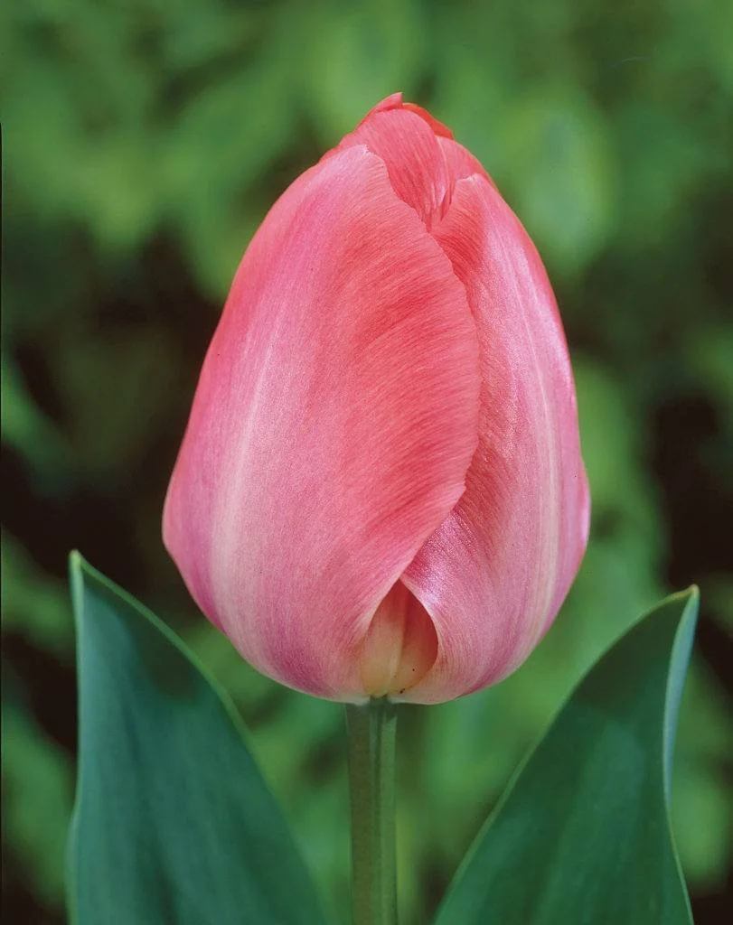 The Passionate History Of Tulips — Nilufer Danis