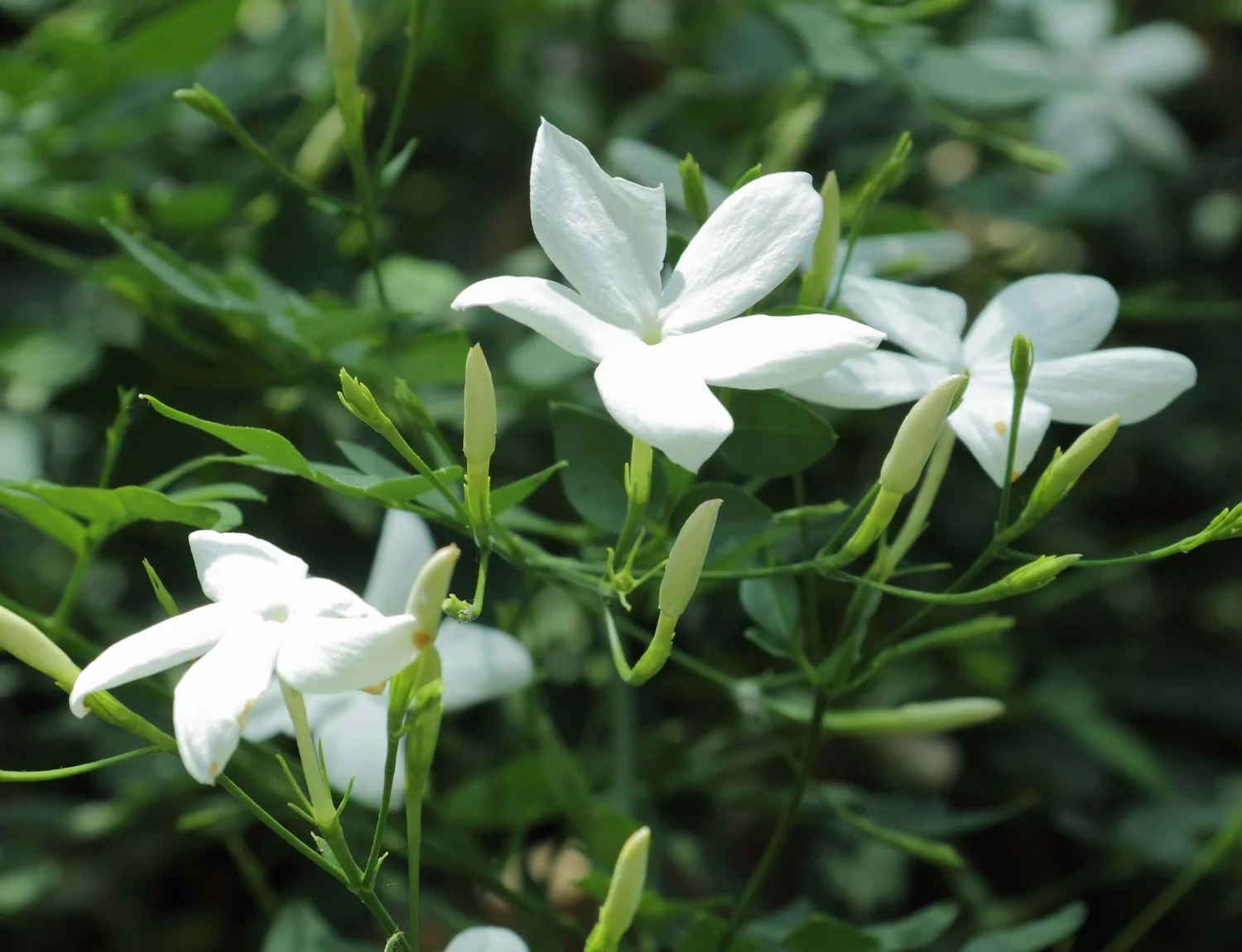 Our Top 10 Favourite Winter Flowers to Brighten Your Garden in February ...