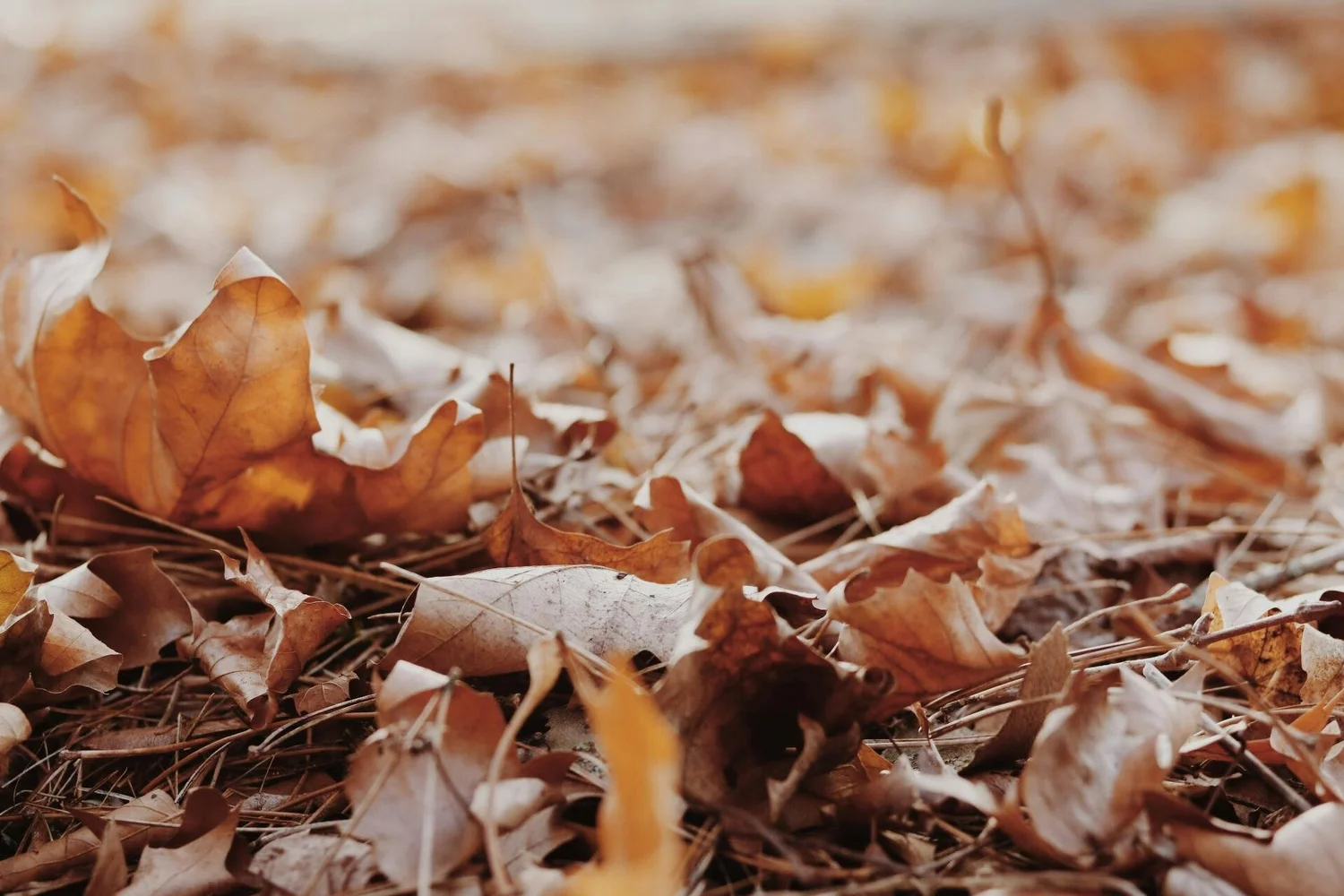 10 TIPS FOR PREPARING GARDENS FOR WINTER — Nilufer Danis