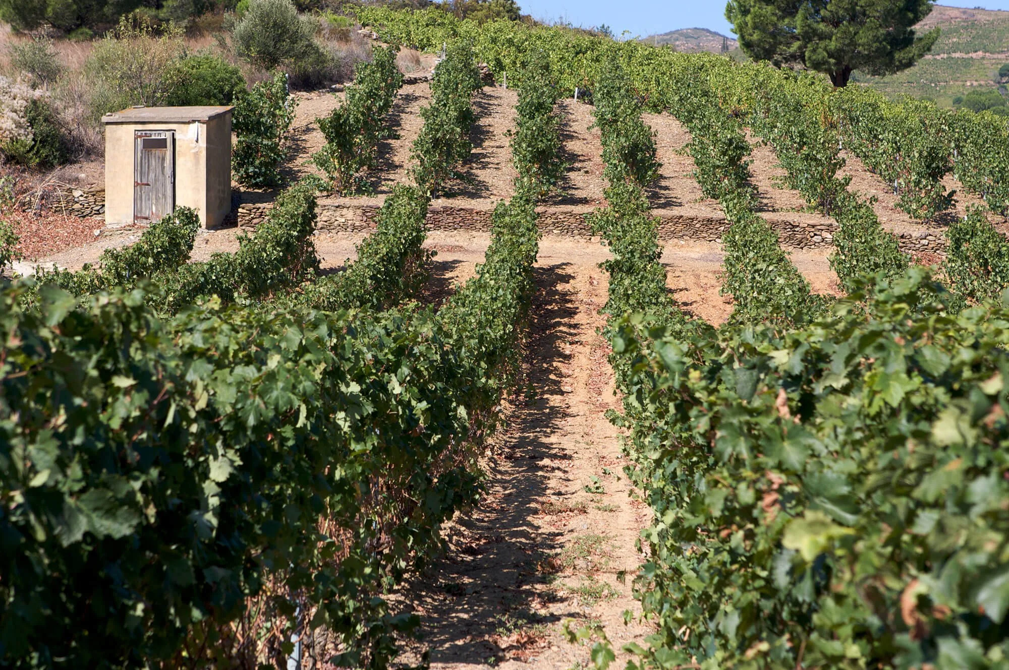 French Wine Importer — La Carta Wine