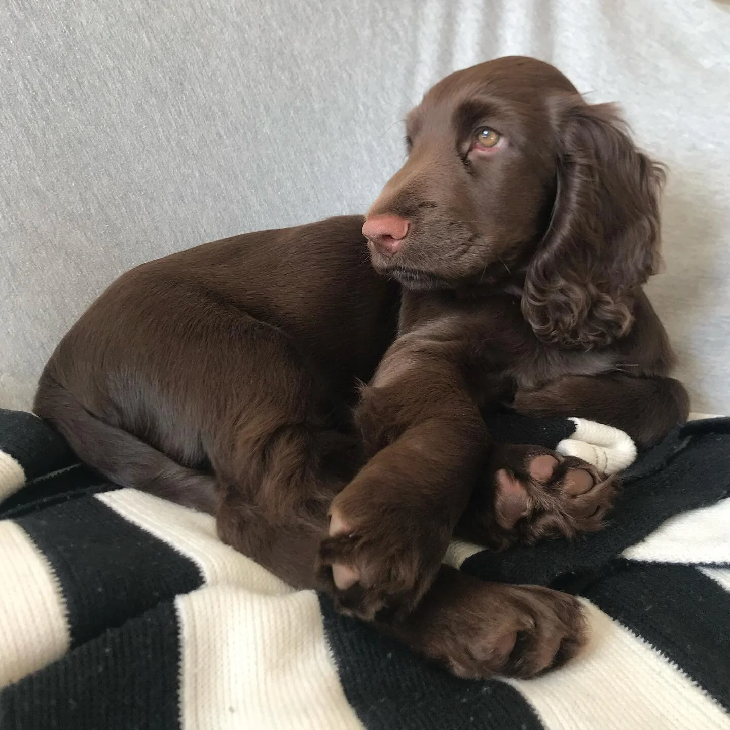 Daintyfield Field Spaniels
