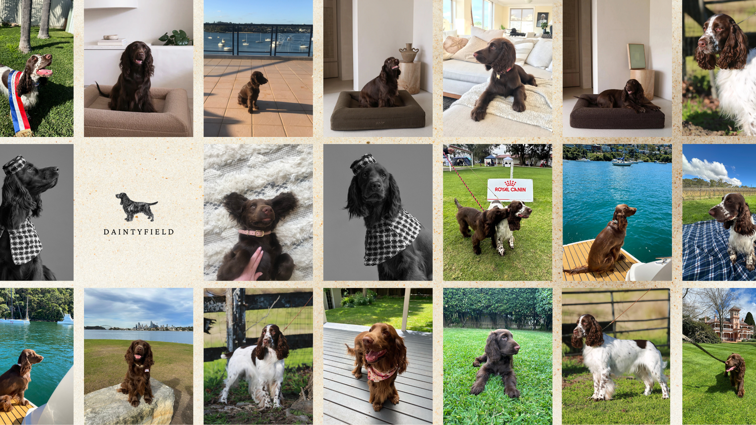 Daintyfield Field Spaniels