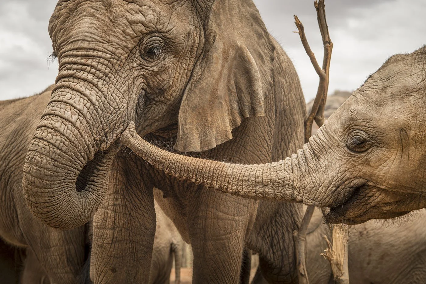 Home | Reteti Elephant Sanctuary in Kenya