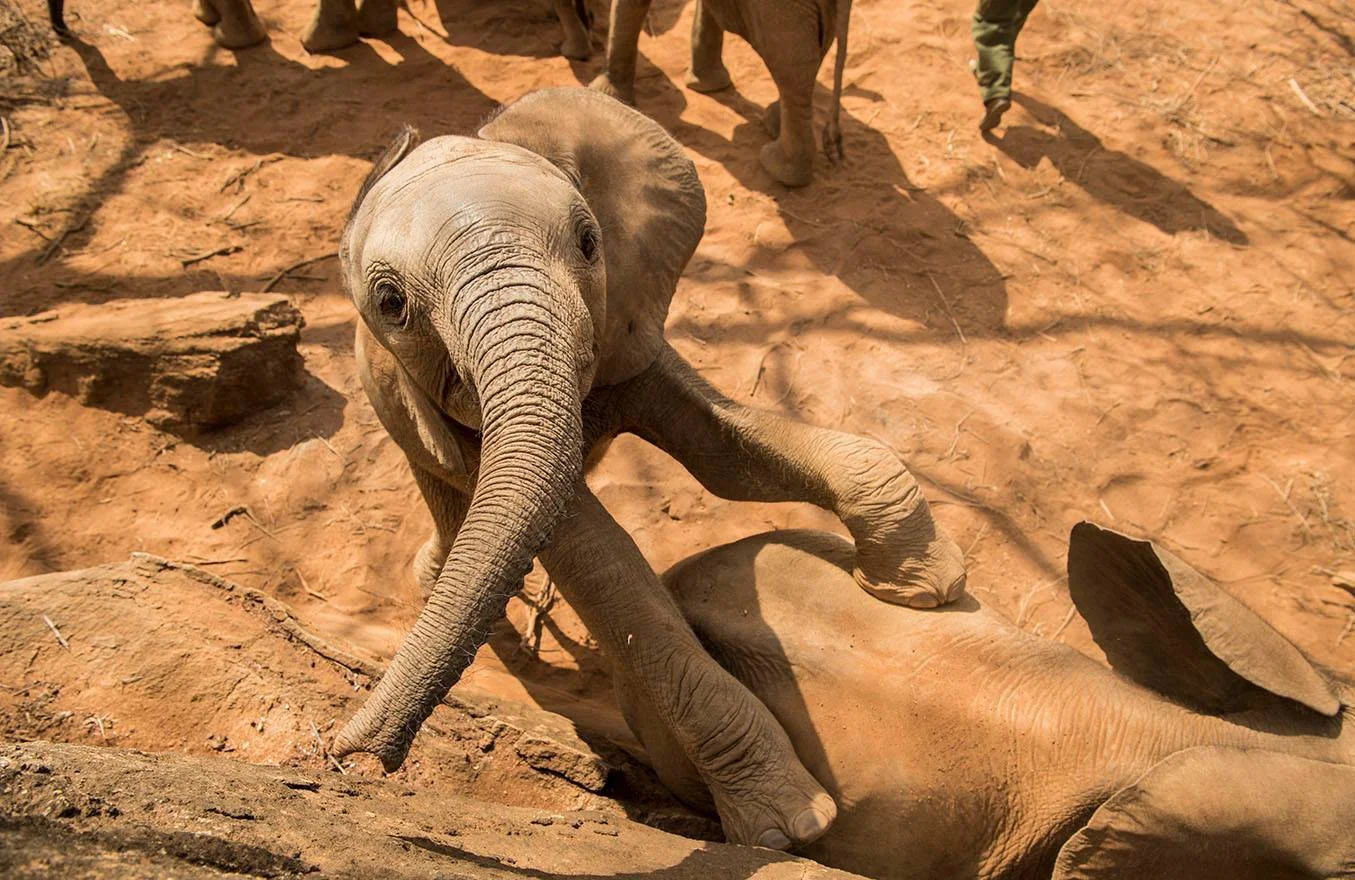 Visit Us — Reteti Elephant Sanctuary in Kenya