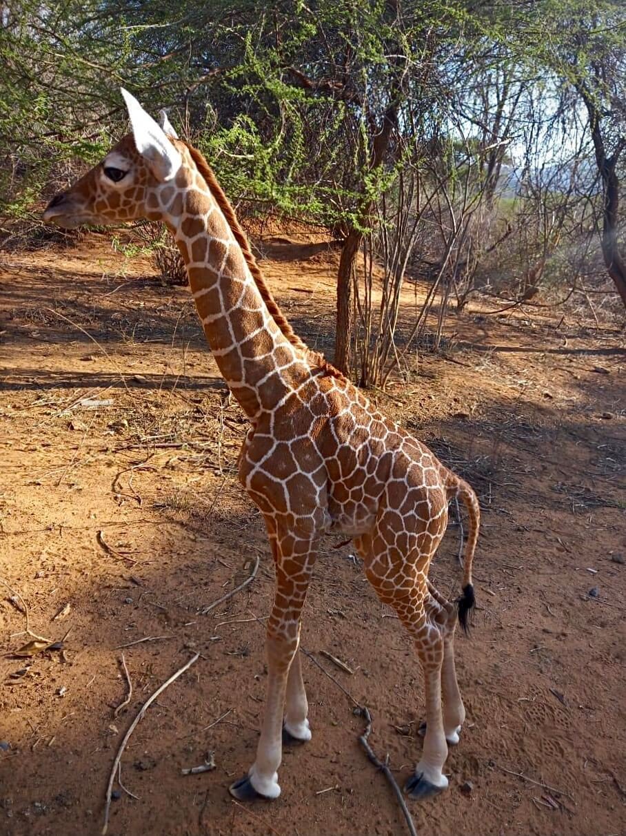 Meet Shah, our newest rescue (updated!) — Reteti Elephant Sanctuary in ...