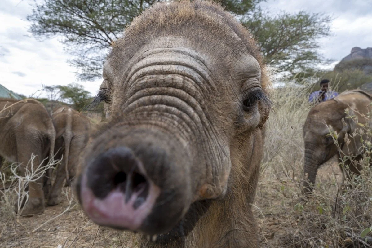 Adopt a Reteti Elephant — Reteti Elephant Sanctuary
