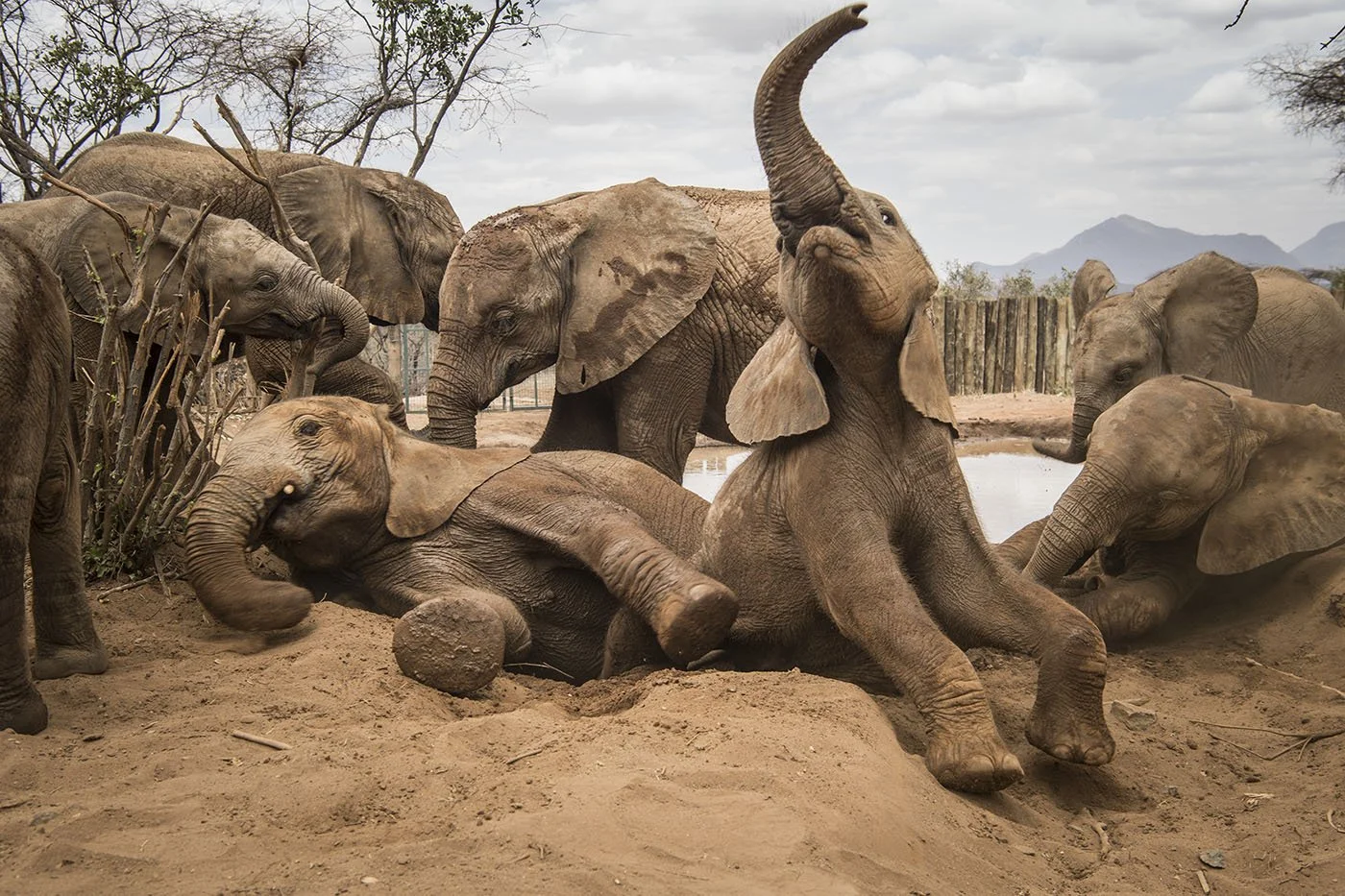 Home | Reteti Elephant Sanctuary in Kenya