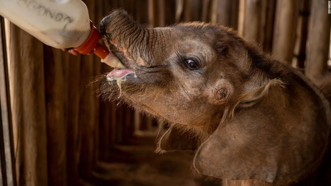 Long’uro’s Extraordinary Story — Reteti Elephant Sanctuary in Kenya