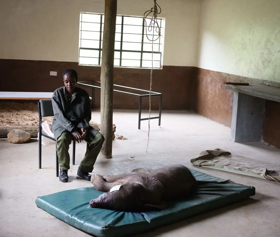 Long’uro’s Extraordinary Story — Reteti Elephant Sanctuary in Kenya