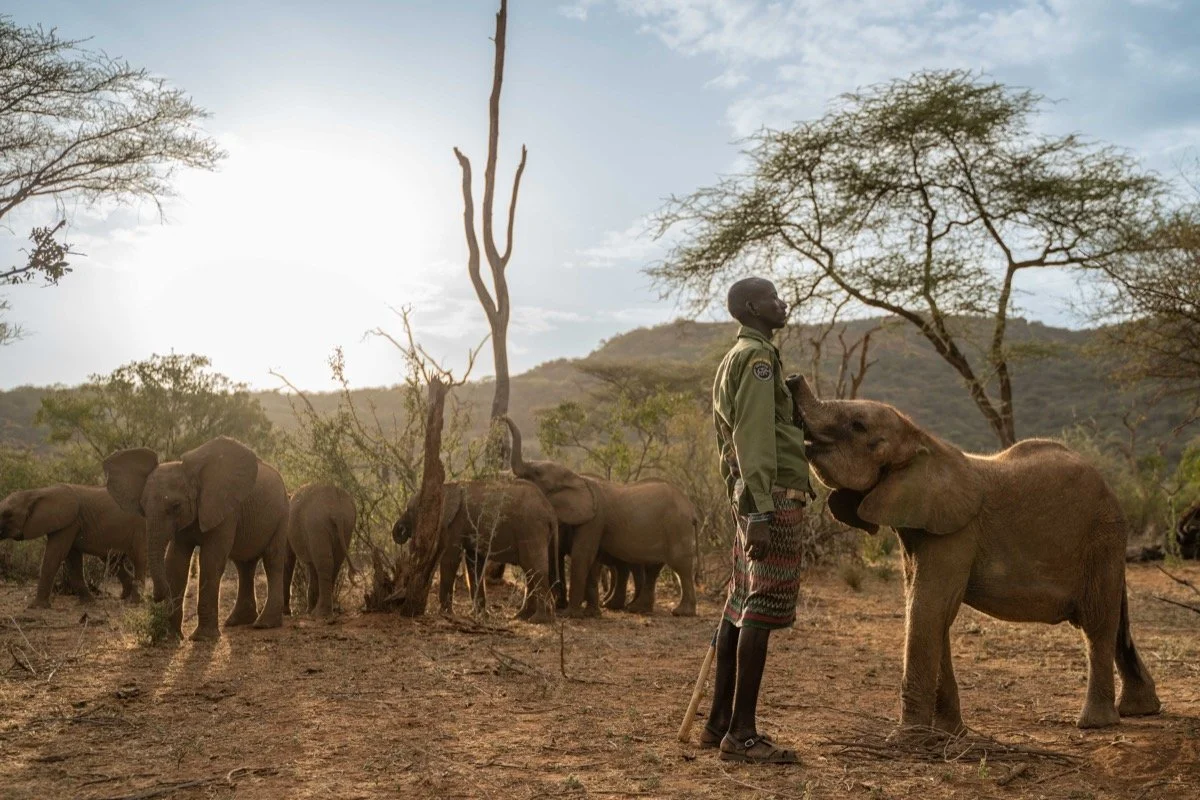 Long’uro’s Extraordinary Story — Reteti Elephant Sanctuary in Kenya