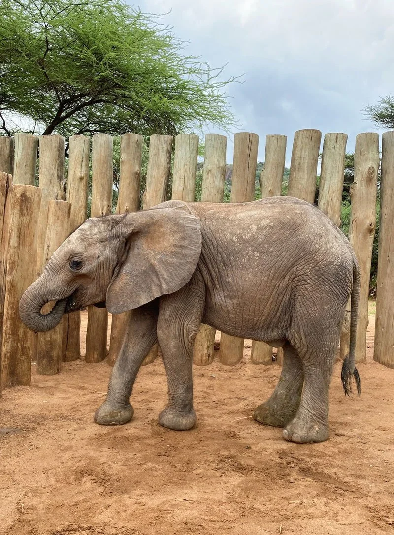 Adopt a Reteti Elephant — Reteti Elephant Sanctuary in Kenya