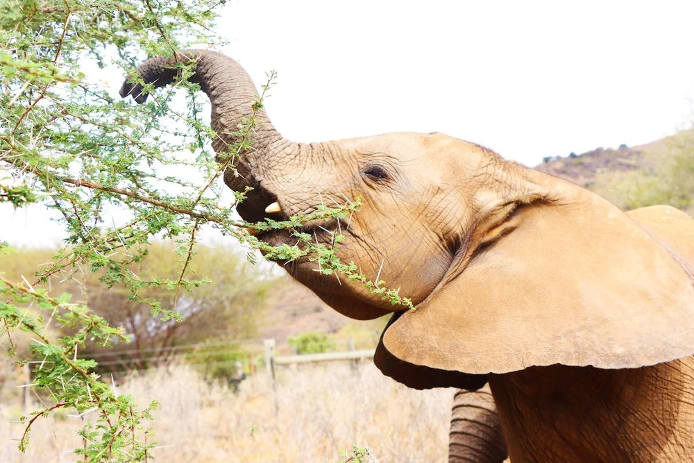 Meet the elephants who are graduating from Reteti — Reteti Elephant ...