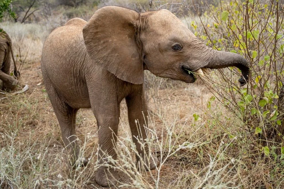 Meet the elephants who are graduating from Reteti