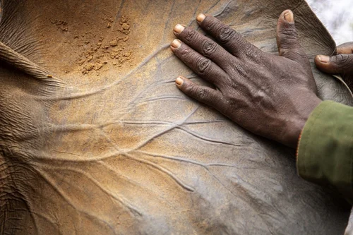 Discovering the stories elephants tell through their skin