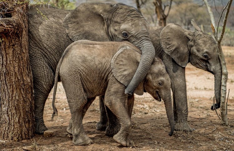 Discovering the stories elephants tell through their skin