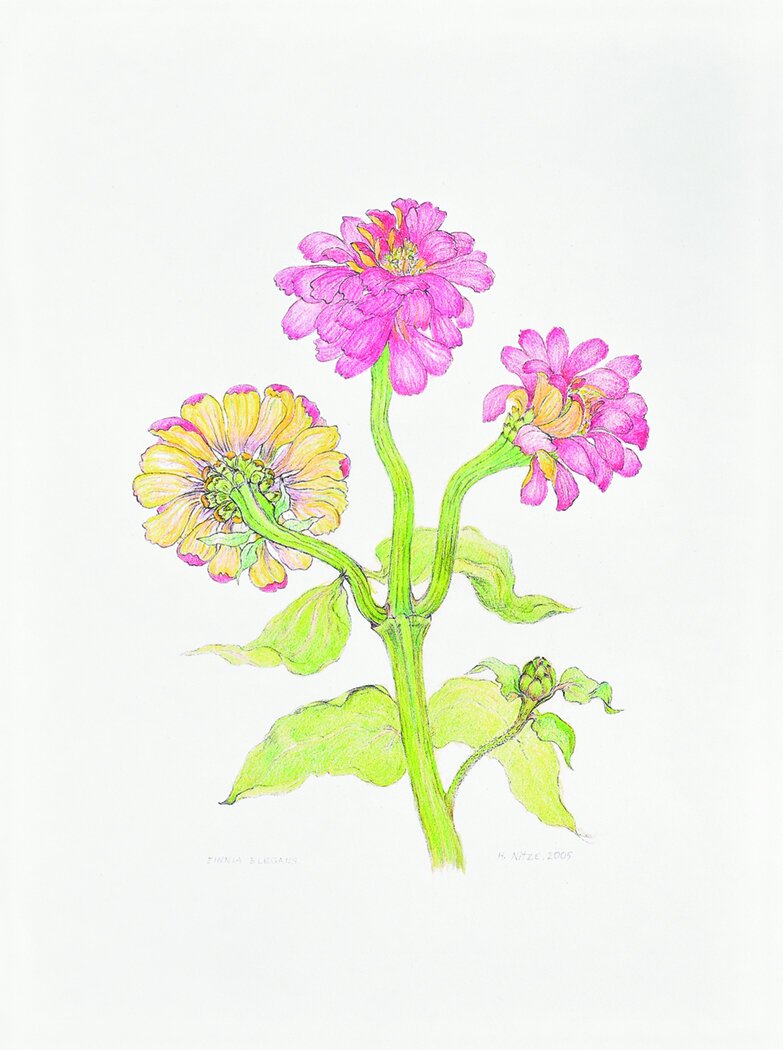 botanicals — HEIDI NITZE