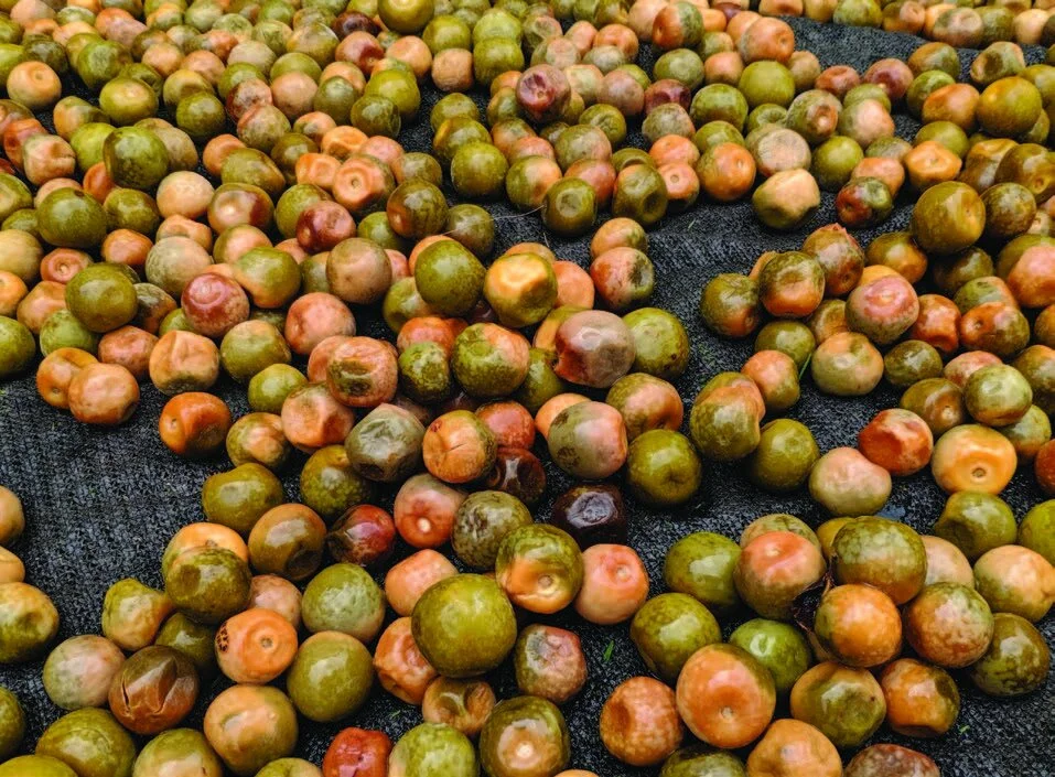 Additive Fermentation: “Infused” Coffee is Gaining Popularity—and ...