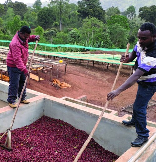 Additive Fermentation: “Infused” Coffee is Gaining Popularity—and ...