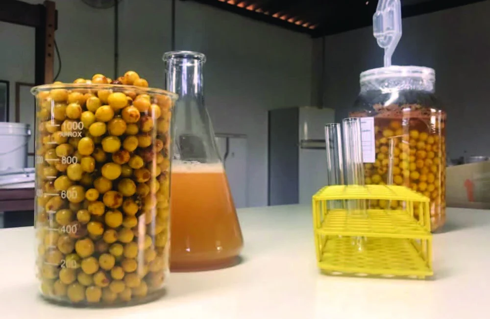 Additive Fermentation: “Infused” Coffee is Gaining Popularity—and ...