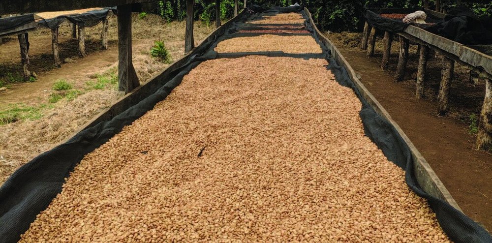 Additive Fermentation: “Infused” Coffee is Gaining Popularity—and ...