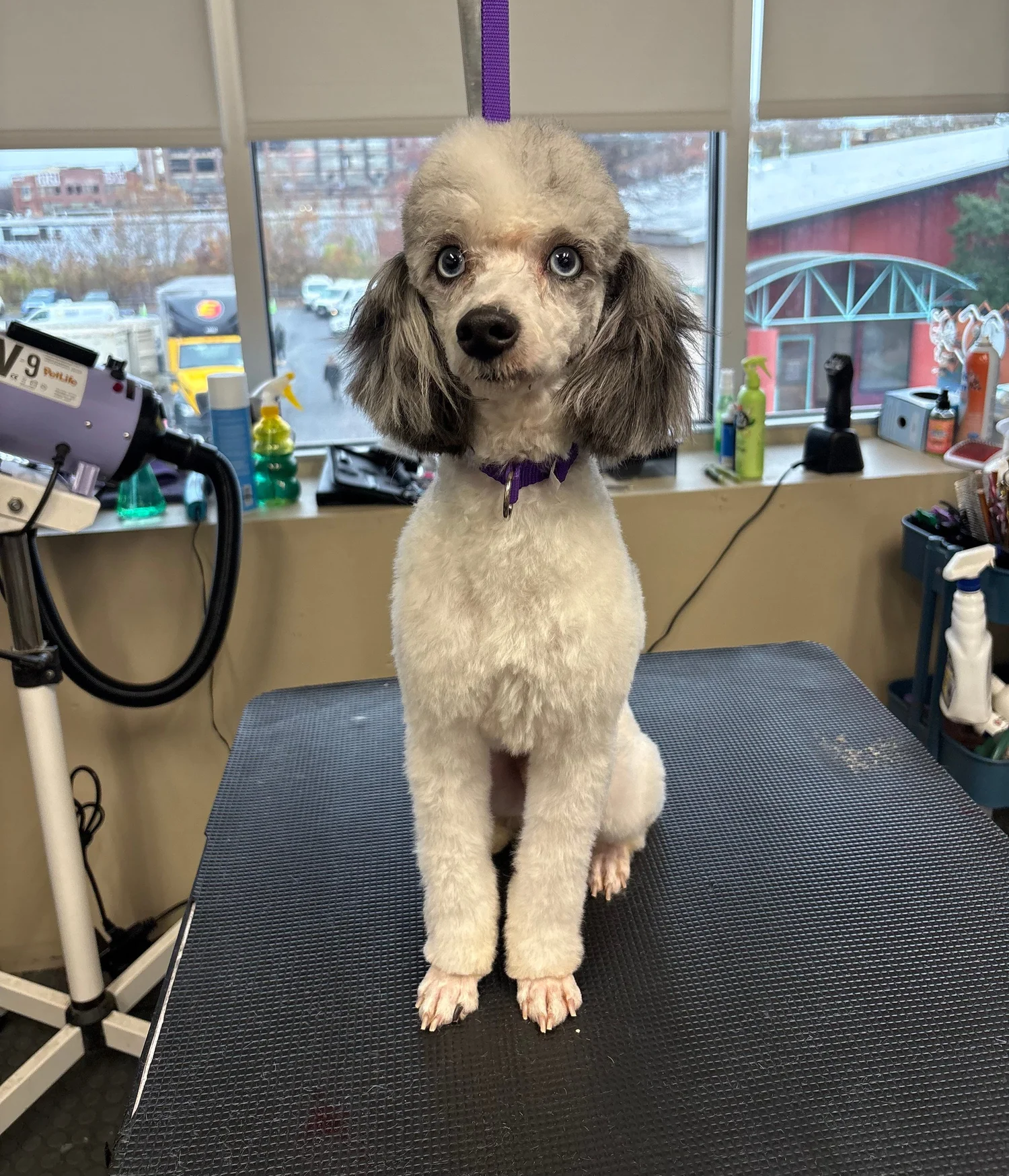 Services — Mid-Atlantic Poodle Rescue